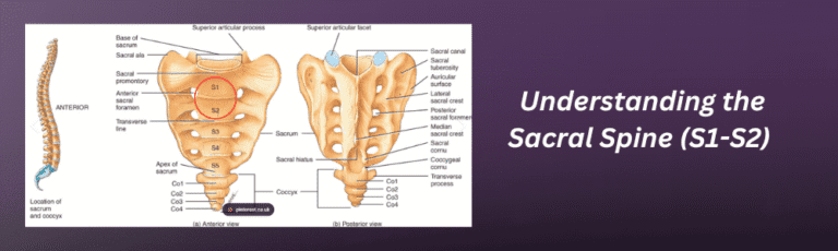 Herniated Disc S1-S2 Symptoms and Treatment - Performance Pain and ...
